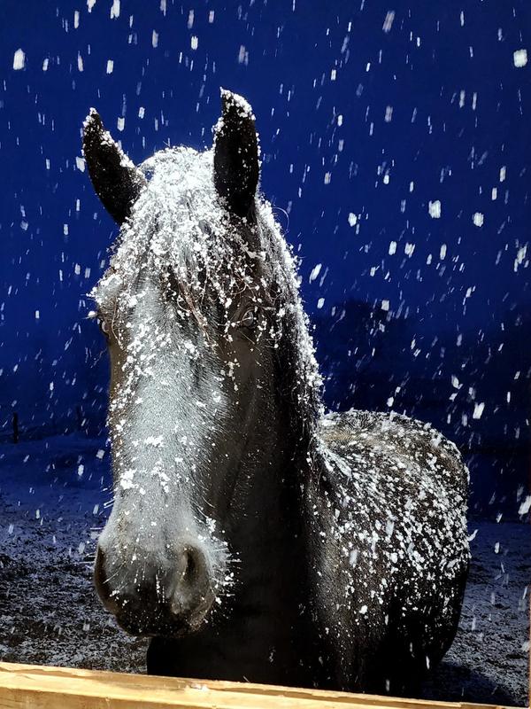 MANNA PRO Sho-Glo Complete Vitamin & Mineral Pellets Horse Supplement ...