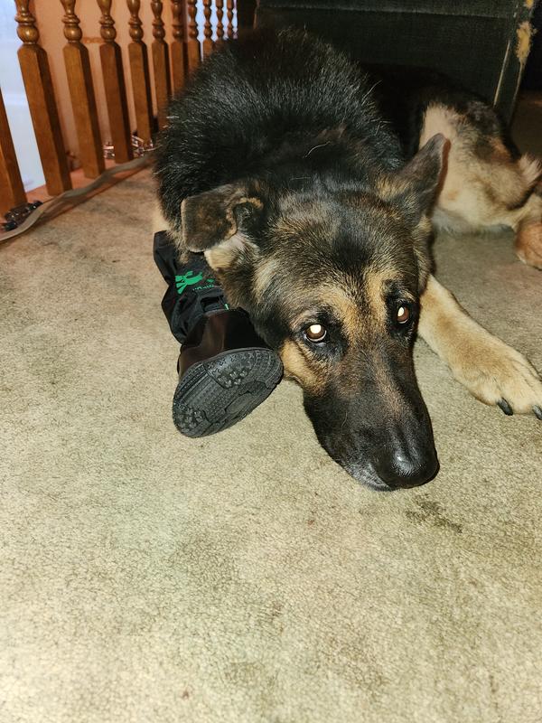 MEDIPAW Rugged Dog & Cat Protective Boot, Large - Chewy.com