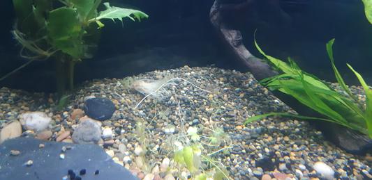 PURE WATER PEBBLES Natural Aquarium Gravel, Cumberland River, 5-lb bag ...