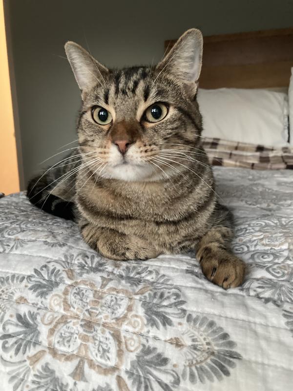 PURINA PRO PLAN VETERINARY DIETS HA Hydrolyzed Dry Cat Food, 4-lb bag ...