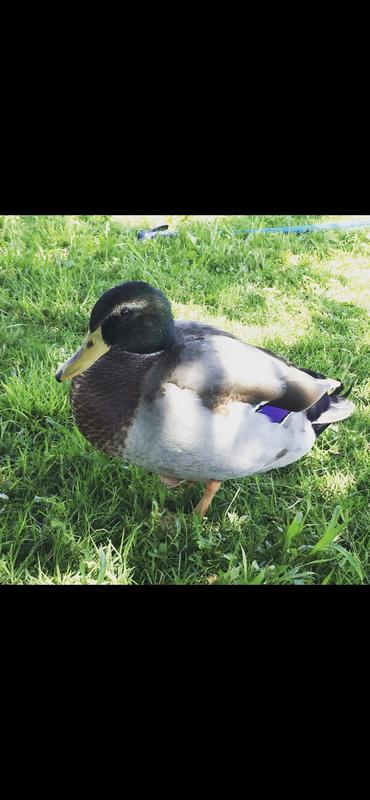 NUTRENA Country Feeds Duck & All Flock Starter Crumble Poultry Feed, 50 ...