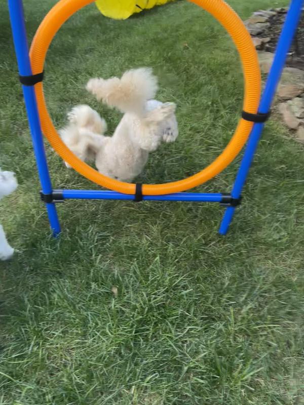 TRIXIE Agility Dog Training Ring - Chewy.com