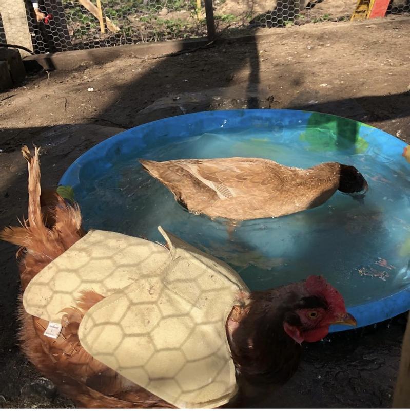 NUTRENA NatureWise Nourishing Waterfowl 18% Protein Floating Bits Duck ...