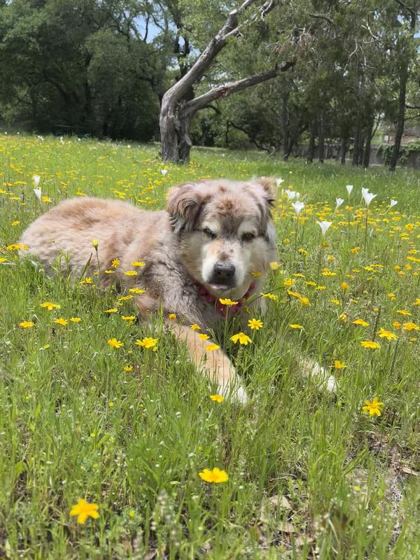 NOOTIE Progility Calming Aid with Melatonin Soft Chew Supplement for ...