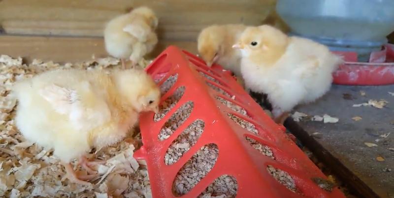 NUTRENA Nature Smart Organic Chick Starter Grower 20% Protein Crumble ...