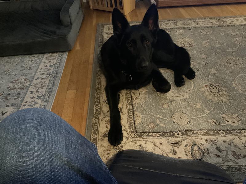 PANCREPLUS Powder for Dogs & Cats, 12-oz - Easy Refills | Chewy Rx