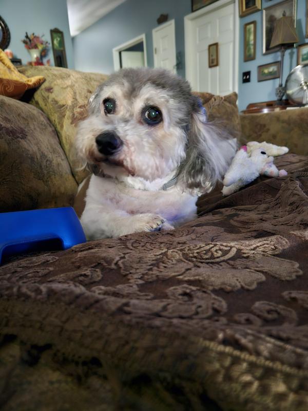 VETORYL (trilostane) Capsules for Dogs, 10-mg, 60 capsules - Chewy.com