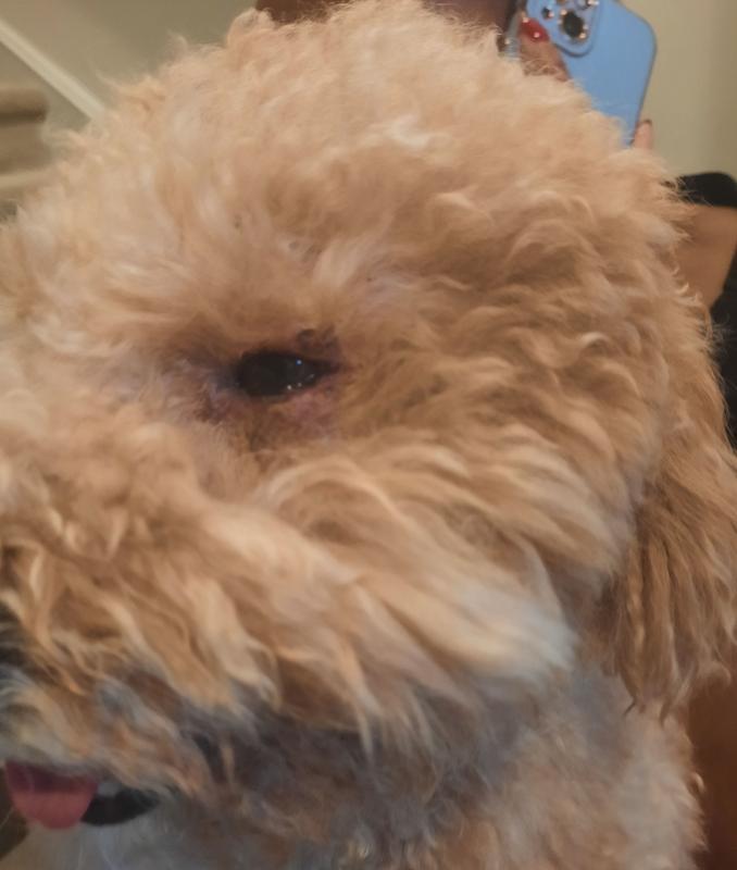 NEO-POLY-DEX (Generic) Ophthalmic Suspension, 5-mL, 2 count - Chewy.com