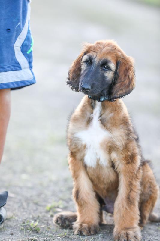 DIAMOND Pro89 Beef, Pork, & Ancient Grains Formula Adult Dry Dog Food ...