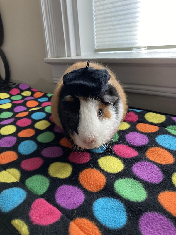 FRISCO French Beret Guinea Pig Costume Hat, One Size, Black - Chewy.com