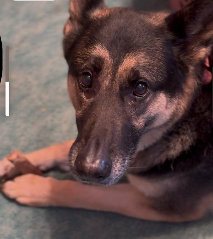 TRUE ACRE FOODS Hearty Bones Chicken Flavored Treats, 16-oz bag - Chewy.com