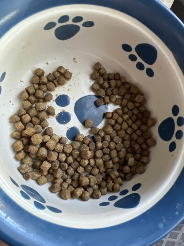 NOW FRESH Grain-Free Senior Dry Cat Food, 16-lb bag - Chewy.com