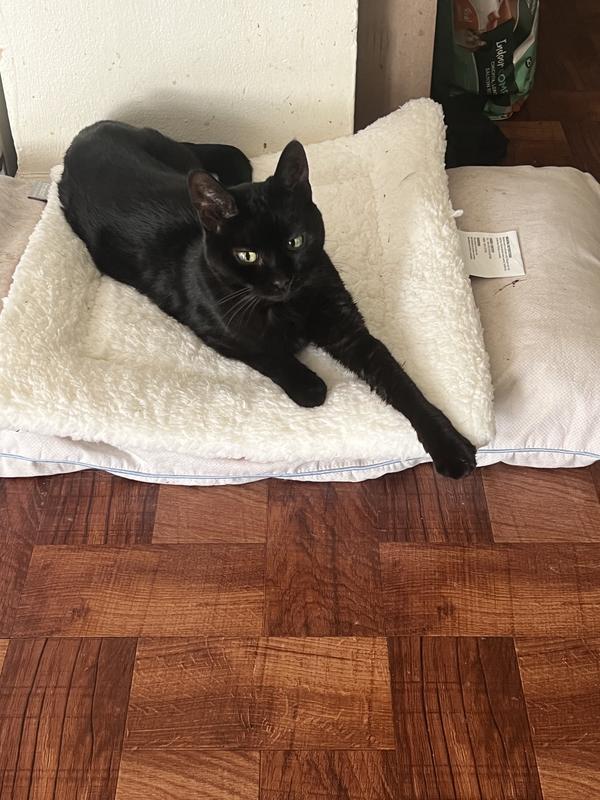 FRISCO Reversible Square Cat Pad, Calico Cat - Chewy.com