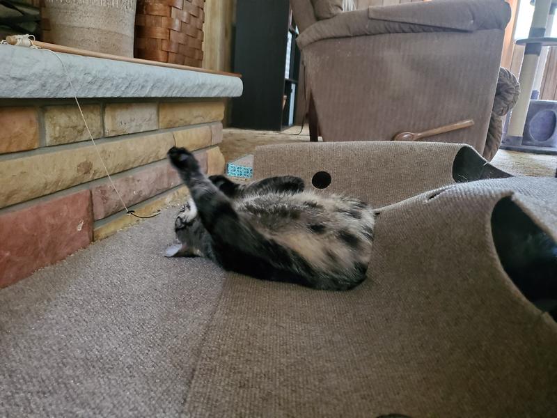 SNUGGLYCAT Ripple Rug Cat Activity Play Mat - Chewy.com