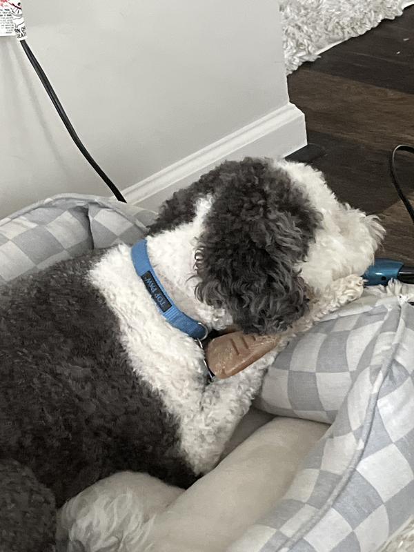 BENEBONE Multipack Durable Dog Chew Toy, 4 count - Chewy.com