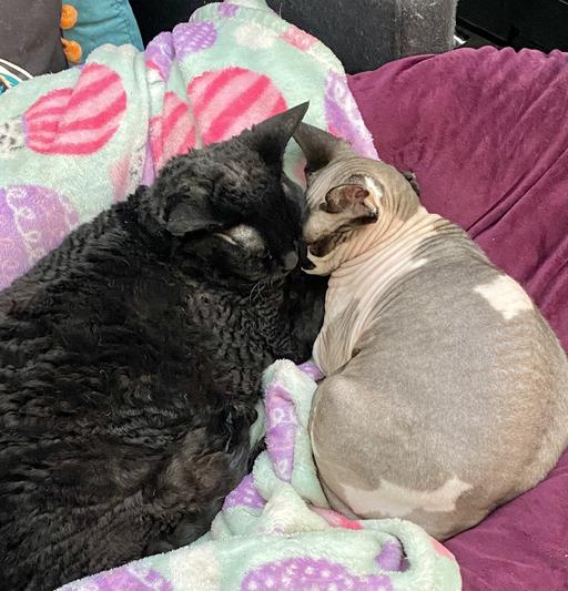 MERRICK Backcountry Grain-Free Morsels in Gravy Real Rabbit Recipe Cuts ...