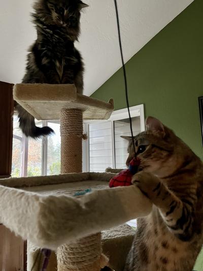 MARVEL 's Spider-Man Teaser Cat Toy with Catnip - Chewy.com