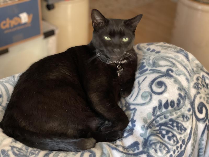 BEXACAT Flavored Tablets for Cats, 15mg - Easy Refills | Chewy Rx