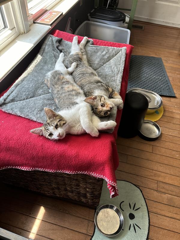 TIKI CAT Born Carnivore NON GMO Baby Chicken & Egg Grain-Free Dry Cat ...