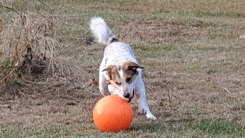 THE VIRTUALLY INDESTRUCTIBLE BALL Dog Toy, Color Varies, 14-in - Chewy.com