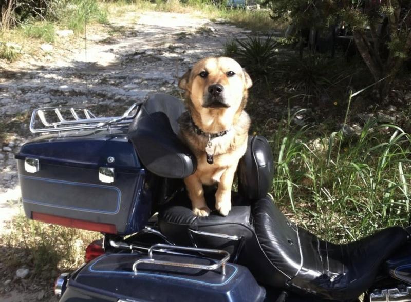 ZYCORTAL (desoxycorticosterone pivalate injectable suspension ...