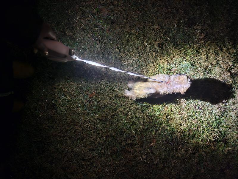 FIDA LED Lighted Retractable Dog Leash, 16-ft long, 7/16-in wide, White ...