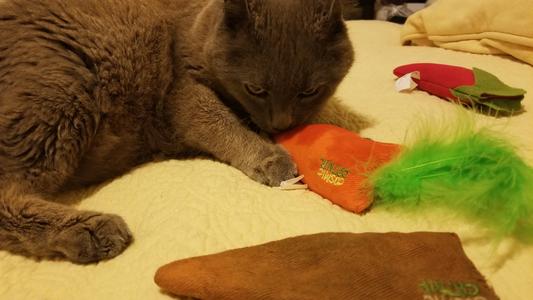 OURPETS Catnip 24 Karat Cat Toy - Chewy.com