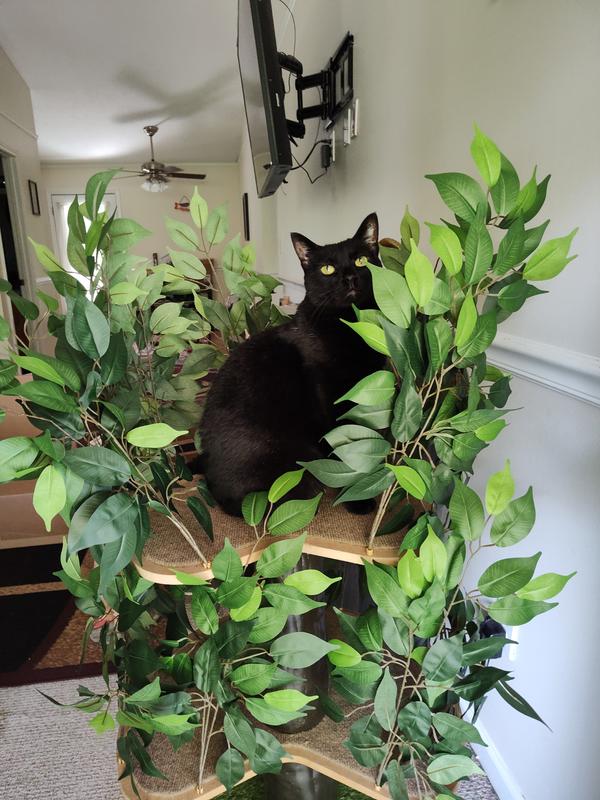 ON2PETS 48-in Medium Square Modern Cat Tree - Chewy.com