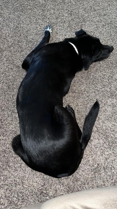 BARK&SPARK Omega 3 Skin & Coat Bacon Flavor Supplement for Dogs, 180 ...