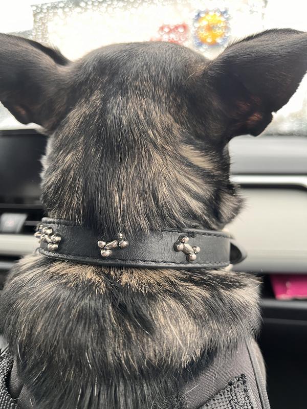 OMNIPET Signature Leather Bone Dog Collar, Black, 20-in - Chewy.com