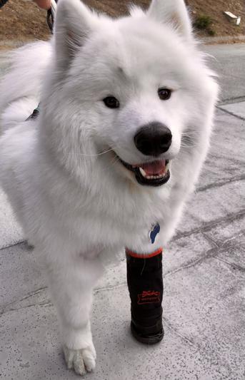 MEDIPAW Rugged Dog & Cat Protective Boot, Small - Chewy.com