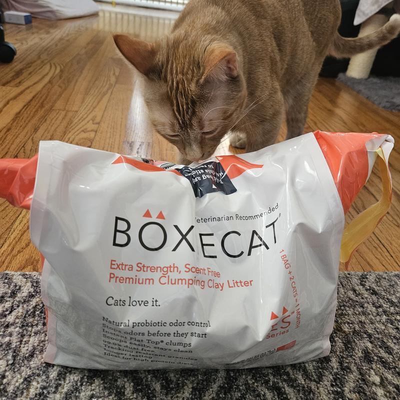 BOXIECAT Extra Strength Odor Control Clumping Clay Cat & Kitty Litter ...