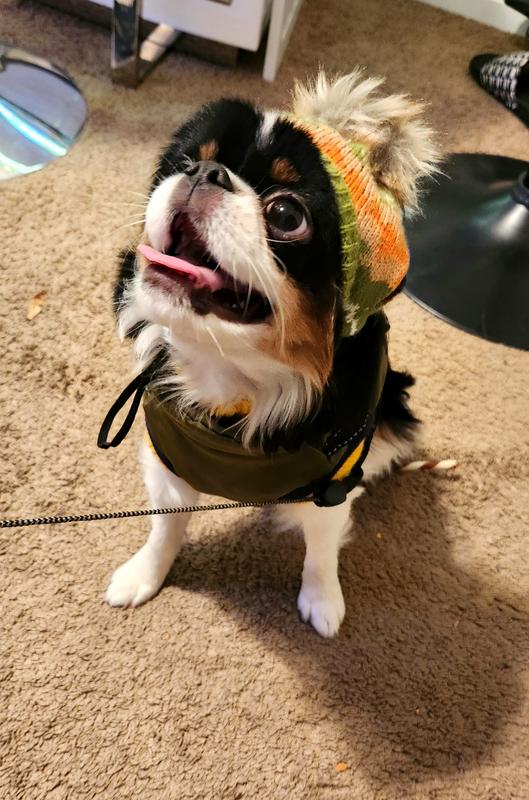 FRISCO Striped Poof Dog & Cat Knitted Hat, X-Large/XX-Large - Chewy.com