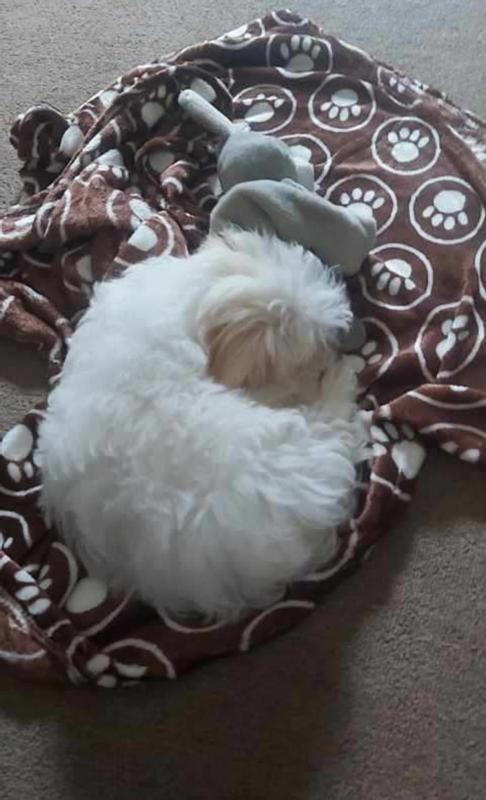 ETHICAL PET Snuggler Patterned Dog Blanket, Gray, 40-in - Chewy.com