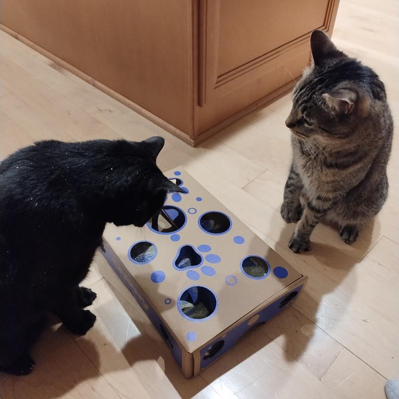 Out of Stock - FRISCO Chewy Box Cardboard Interactive Maze Cat Toy with ...