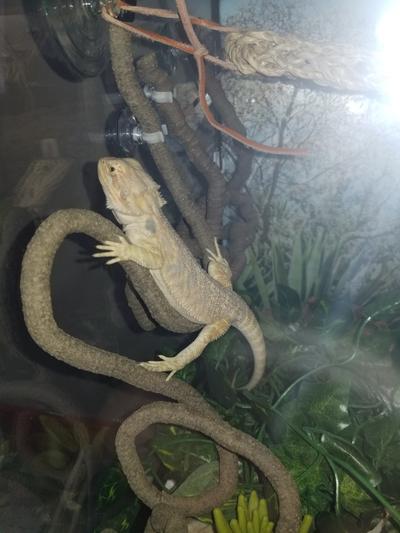 EXO TERRA Cricket Pen with Dispensing Tubes, Small - Chewy.com