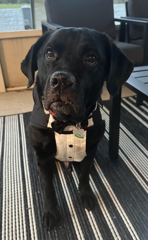 FRISCO Formal Dog & Cat Tuxedo, Black, X-Large - Chewy.com