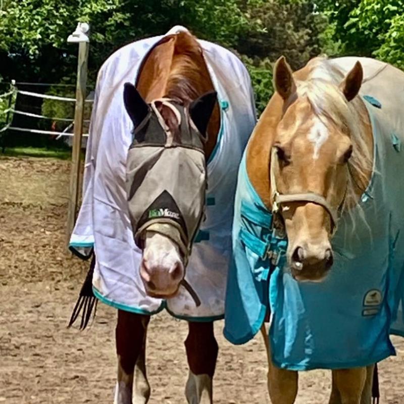 MIRACLE SALT COLLECTIVE Natural Himalayan Salt Lick, 2-lb block - Chewy.com