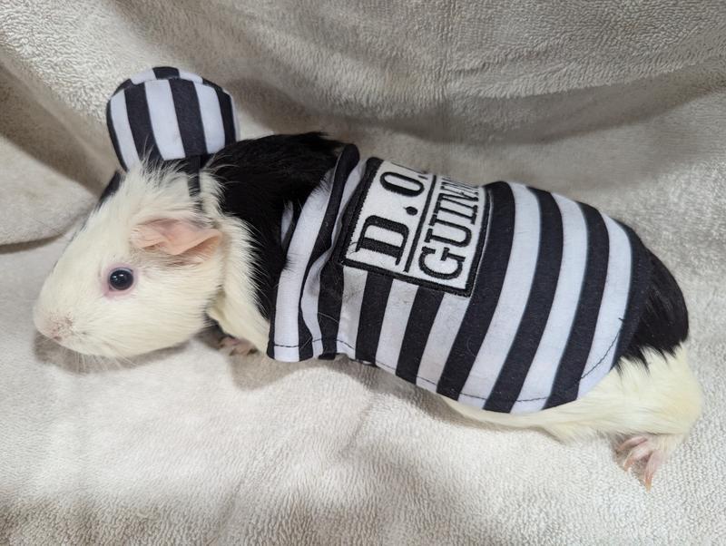 FRISCO Prisoner Guinea Pig Costume, One Size, Multi Color - Chewy.com
