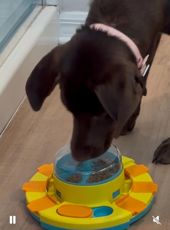 PIGGY POO AND CREW Treat Popper Puzzle Game, Green & Yellow - Chewy.com