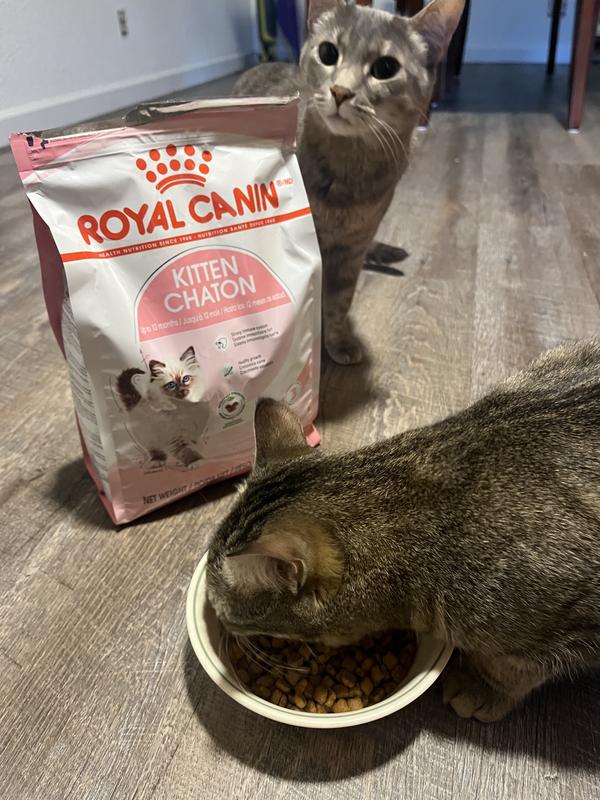 ROYAL CANIN Feline Health Nutrition Kitten Dry Cat Food, 7-lb bag ...