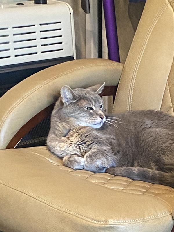 RENAPLUS (Potassium Gluconate) Oral Gel for Dogs & Cats, 5-oz - Easy ...