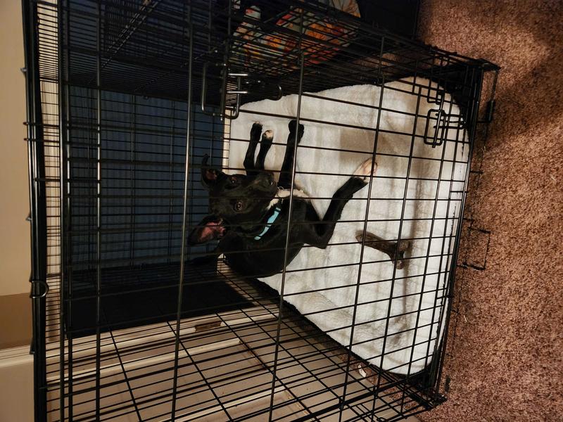 FRISCO Quilted Dog Crate Mat, Ivory, 54-in - Chewy.com