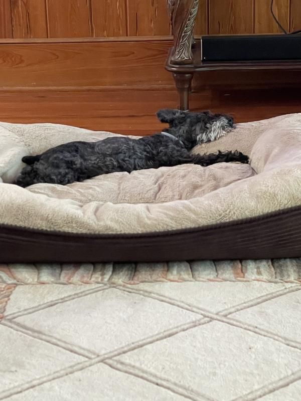 ANIPRYL (Selegiline HCl) Tablets for Dogs, 30 tablets, 30-mg - Easy ...