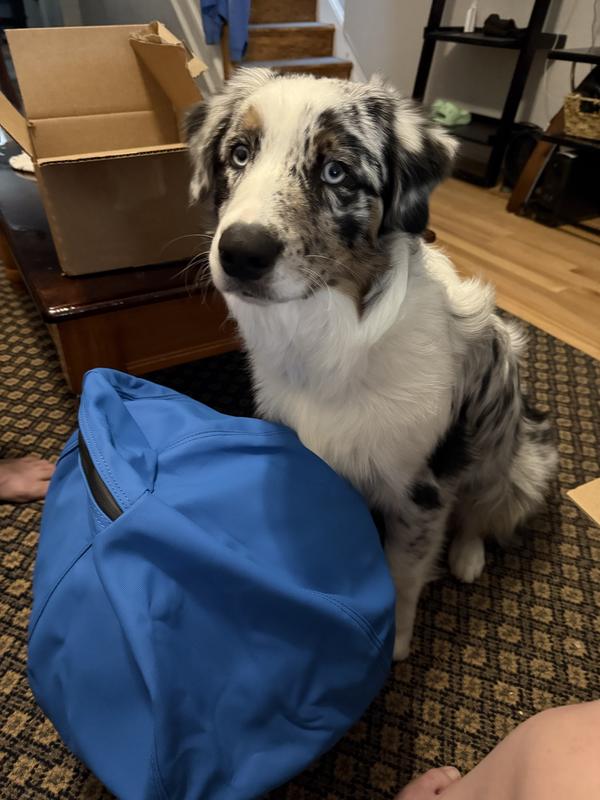 HERDING BUDDY Ball Dog Toy, Blue, 18-in - Chewy.com