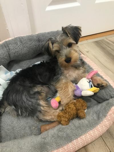 DISNEY Daisy Duck Plush Squeaky Dog Toy, Medium - Chewy.com