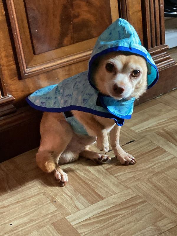 FRISCO Lightweight Doodle Dog Raincoat, X-Small - Chewy.com
