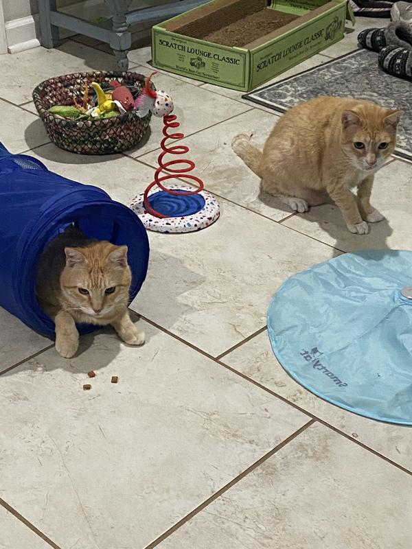 FELIWAY MultiCat 30 Day Starter Kit Calming Diffuser for Cats, 2 count ...