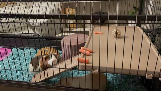 OXBOW Enriched Life Small Animal Cage with Play Yard, X-Large - Chewy.com