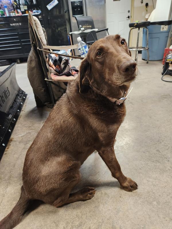 PEAKTAILS Dermatrix Skin & Coat Dog Supplement, 90 count - Chewy.com